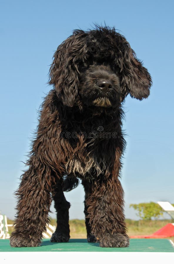 Puppy portuguese water dog stock photo. Image of water - 9228098