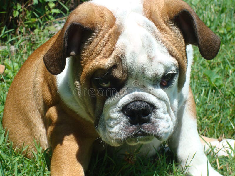 Puppy Pouting stock photo. Image of puppy, english, green - 12640214