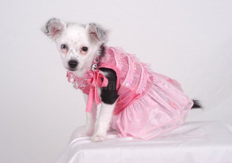 Puppy Princess stock image. Image of dress, furry, fluffy - 1453367