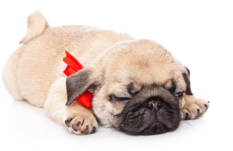 Horse wink! stock illustration. Illustration of looking - 16086251