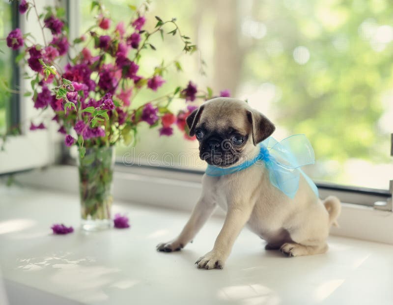 Lhasa apso puppy stock image. Image of chewing, garden - 6011901