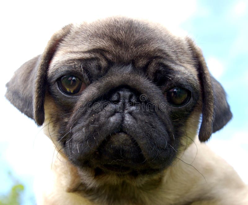 The Puppy pug stock image. Image of flat, small, babe - 5811647
