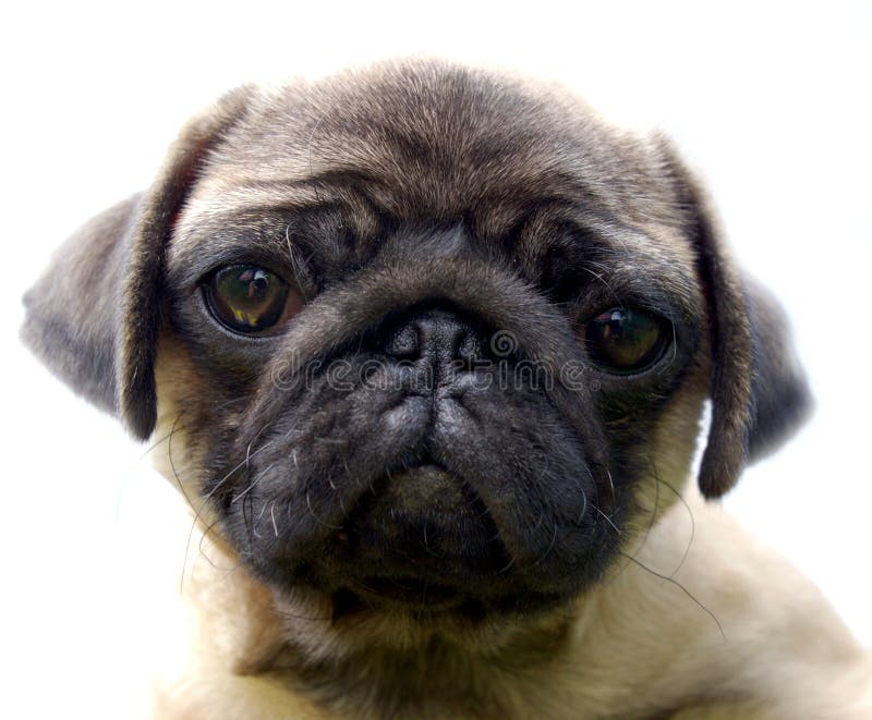 Proturberant Eye Stock Photos - Free & Royalty-Free Stock Photos from ...