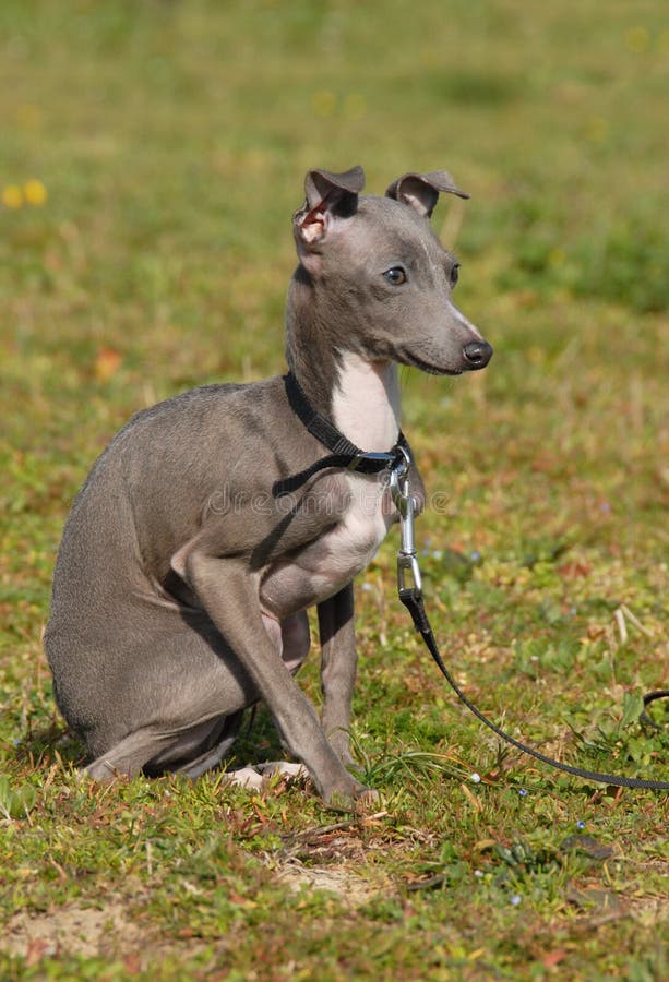 Puppy Purebred Italian Greyhound Stock Image - Image of animal ...