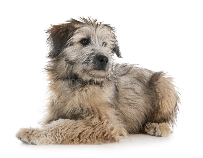 Puppy pyrenean shepherd stock image. Image of french - 138529843