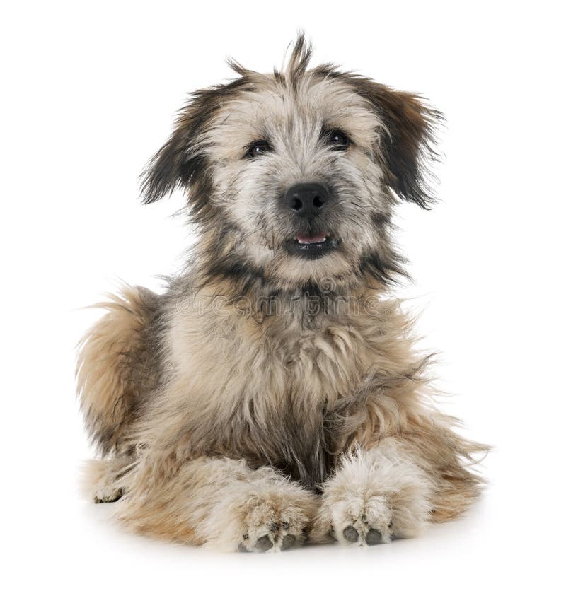 Pyrenean shepherd stock image. Image of griffon, sheepdog - 3275003