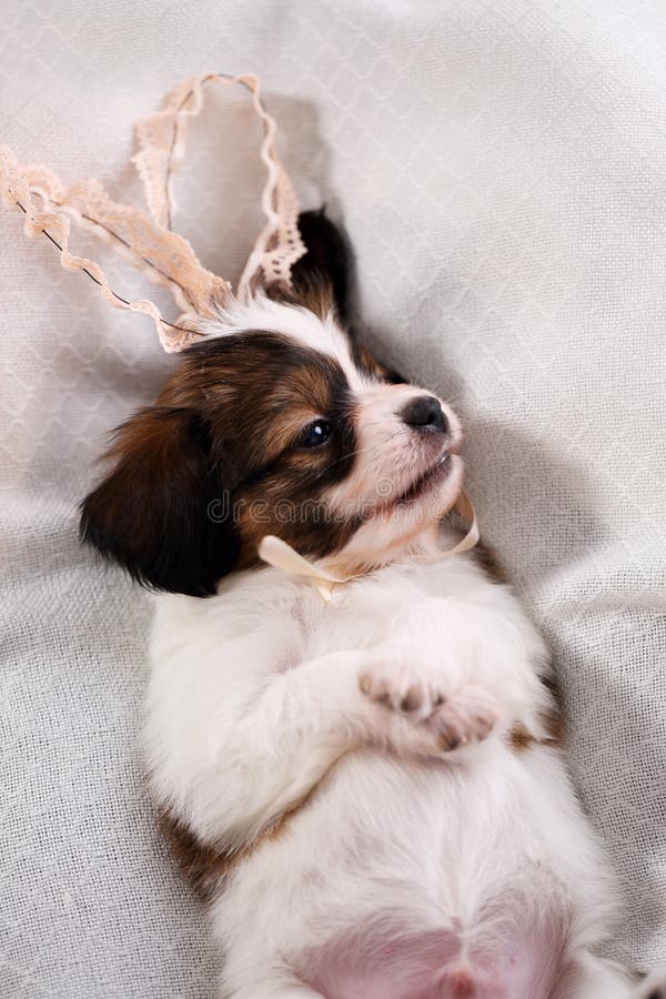Puppy with Rabbit Ears, Top View Stock Photo - Image of ears, joke ...