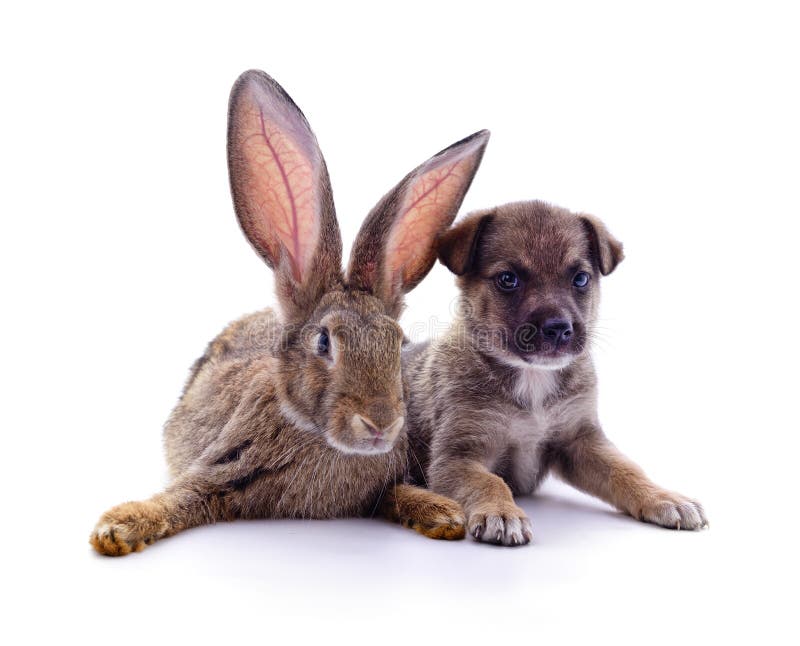 Puppy and rabbit stock photo. Image of animal, rabbits - 12760456