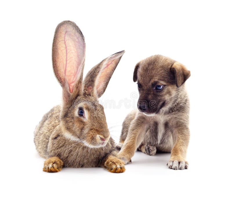 Puppy and rabbit stock photo. Image of animal, rabbits - 12760456