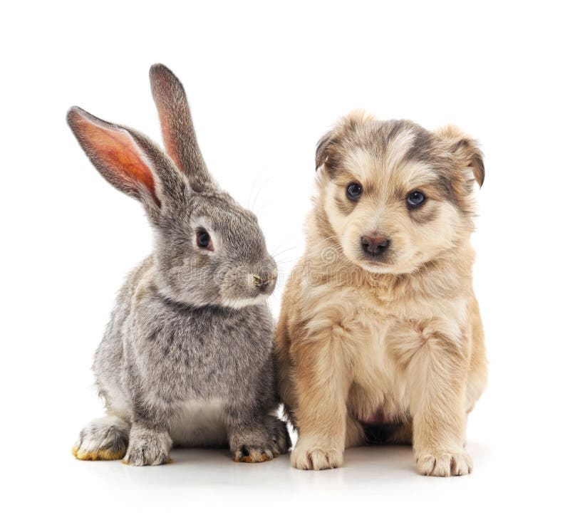 Puppy and rabbit stock photo. Image of mammals, brown - 164940182