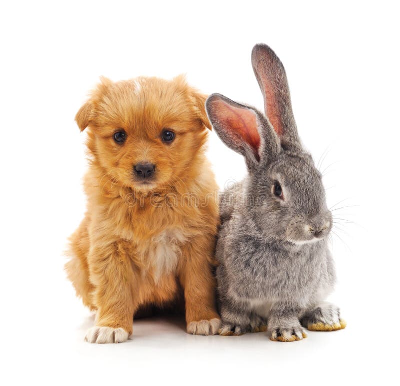 Puppy and rabbit stock photo. Image of animal, rabbits - 12760456