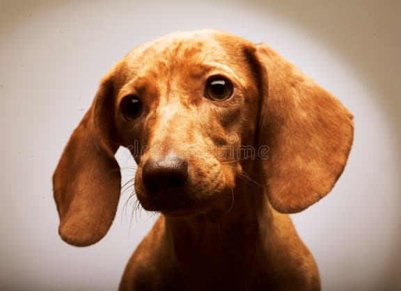 Puppy rate stock photo. Image of brown, closeup, emotion - 10808314
