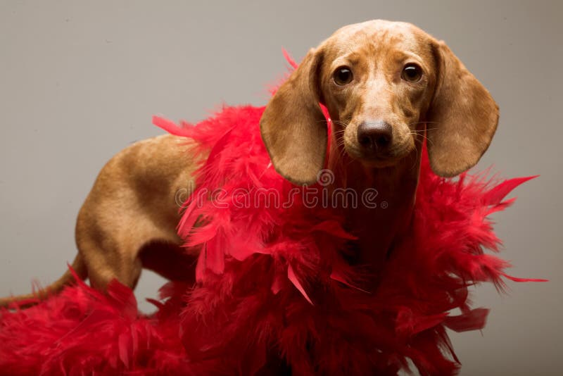 Puppy rate stock image. Image of hair, people, adorable - 11168579