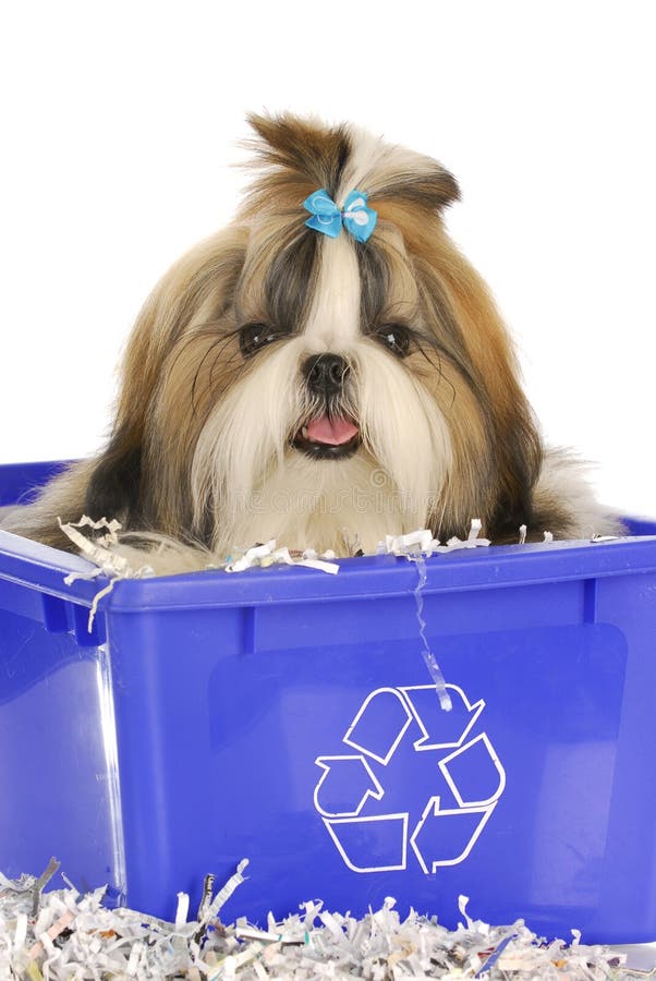 Dog sitting in recycle bin stock image. Image of funny - 11176967