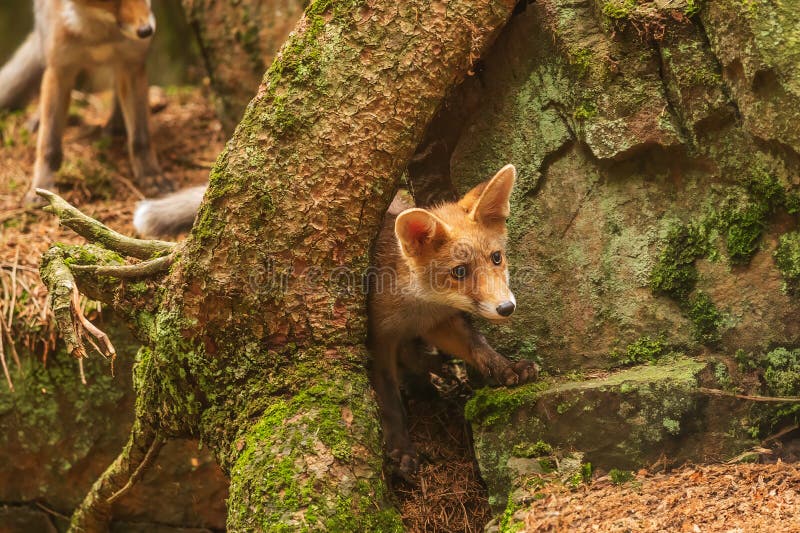 Puppy Red Fox (Vulpes Vulpes) Under the Tree Stock Photo - Image of ...