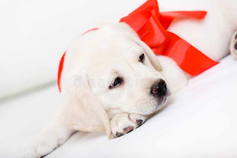 Puppy with Red Ribbon on His Neck Stock Image - Image of holiday, gift ...