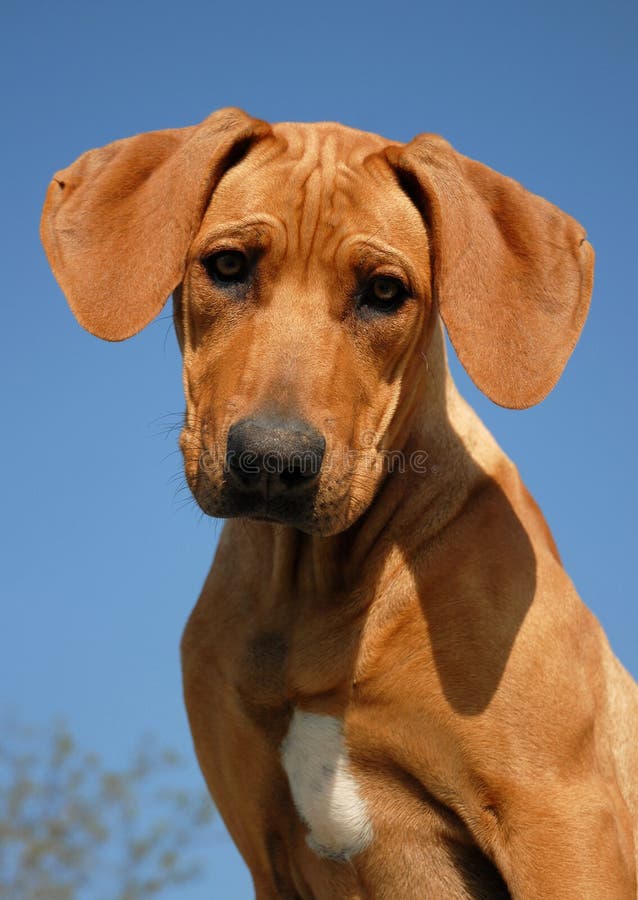 Puppy Rhodesian ridgeback stock photo. Image of head, puppy - 8921528