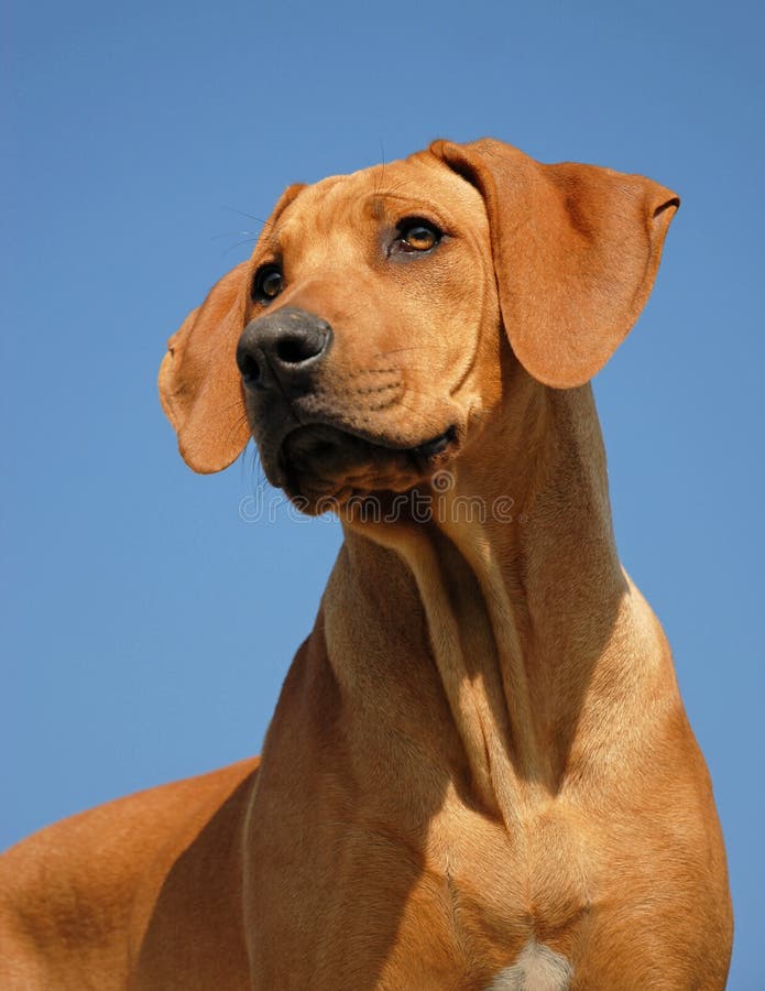 26+ Puppy ridgeback Free Stock Photos - StockFreeImages