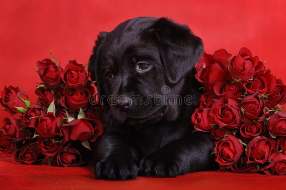 Puppy with roses stock photo. Image of flowers, beautiful - 1747404
