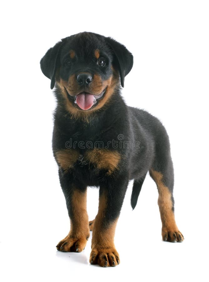 Perros Rottweiler Bebes