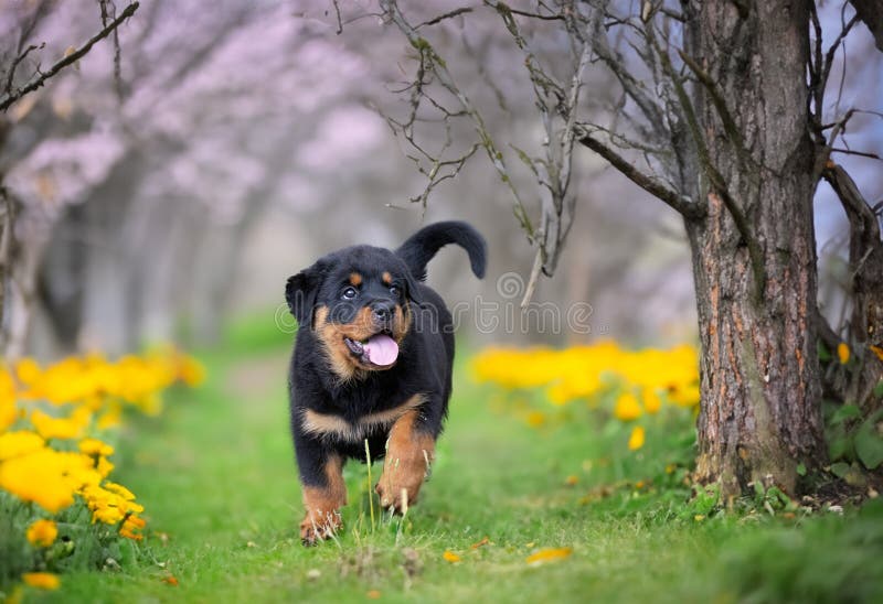 Puppy rottweiler in nature stock image. Image of guard - 309501521
