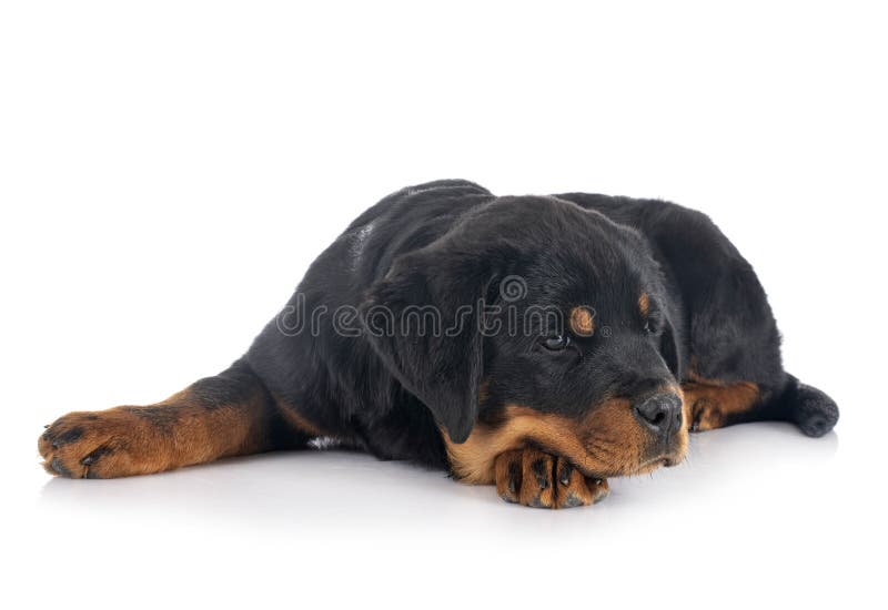 190 Sad Rottweiler White Background Stock Photos - Free & Royalty-Free ...