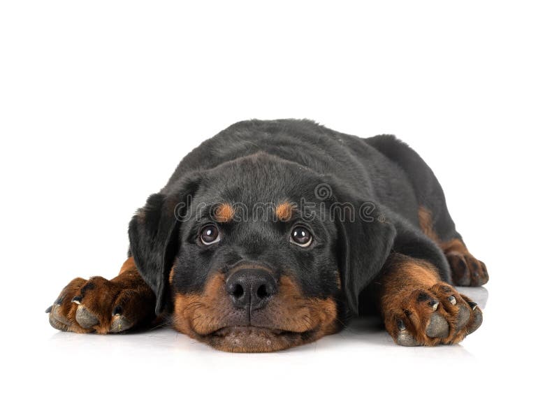 190 Sad Rottweiler White Background Stock Photos - Free & Royalty-Free ...
