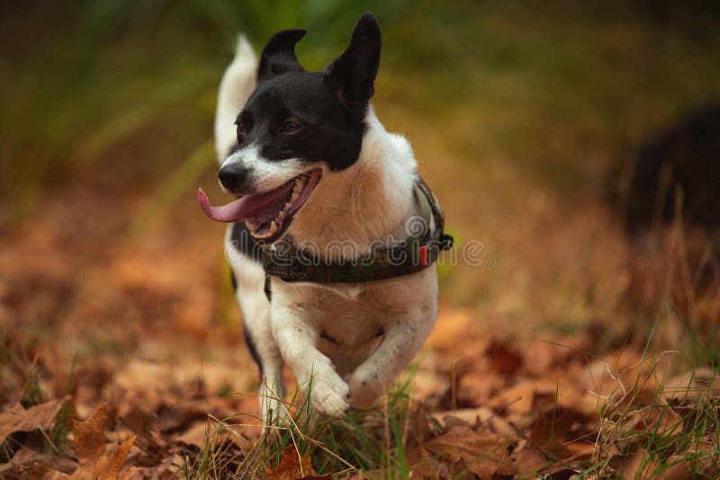 Puppy running in dog park stock image. Image of breed - 158538261