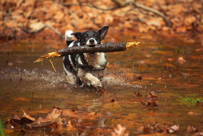 Puppy running in dog park stock image. Image of mammal - 158538373