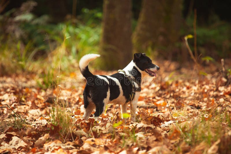Puppy running in dog park stock photo. Image of action - 158538490