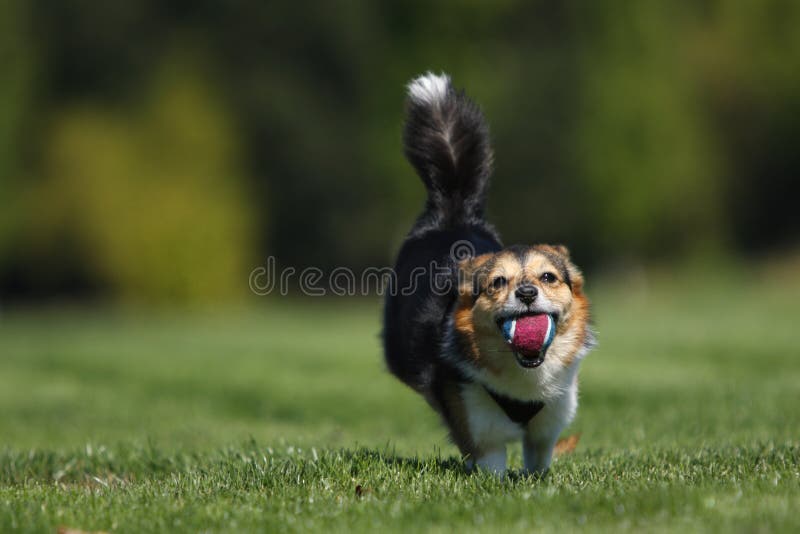 Dog at the park stock photo. Image of canine, green, friend - 4235142