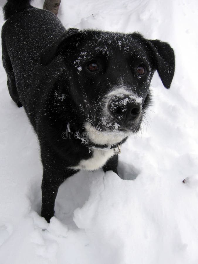 Dog Quizzical Expression Stock Photos - Free & Royalty-Free Stock ...