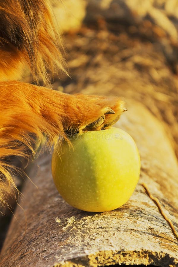 Puppy s paw on green apple stock image. Image of health - 72001181