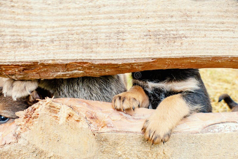 Puppy`s Paw Stuck through a Gap in the Board Stock Photo - Image of ...