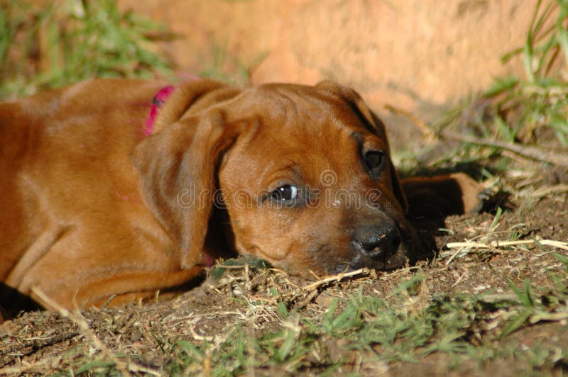 Puppy sad stock image. Image of canines, cute, dogs, mammal - 2627129