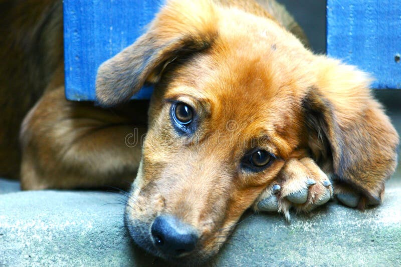 Puppy with Sad Look Behind the Gate Stock Photo - Image of animal ...