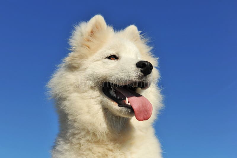Alaskan Samoyed Puppy stock photo. Image of samoyed, beauty - 359566