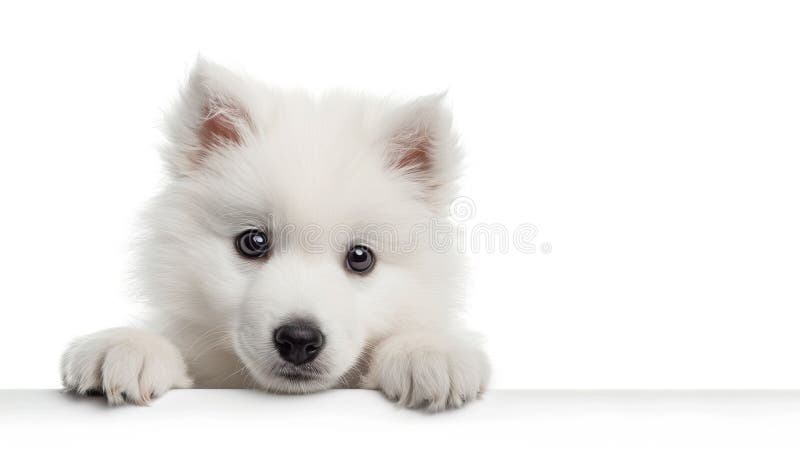 Samoyed Peeking Dog - Head Isolated on White Stock Vector ...