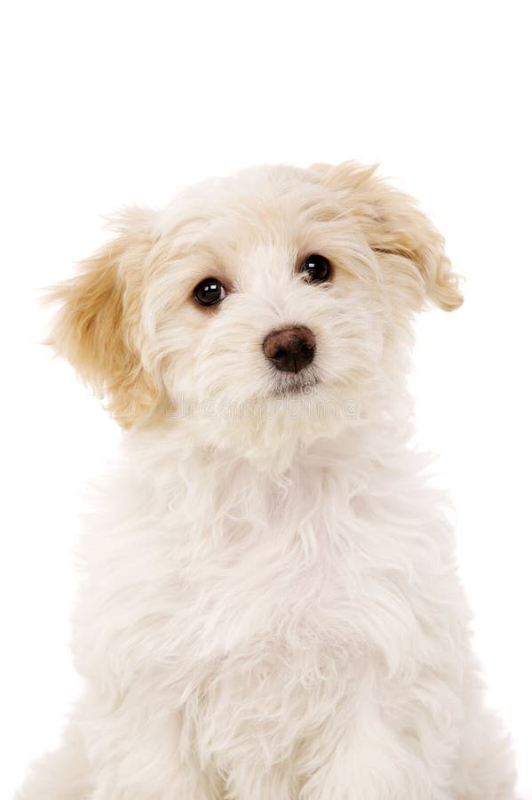 Puppy Cockapoo Isolated on White Stock Image - Image of young, single ...