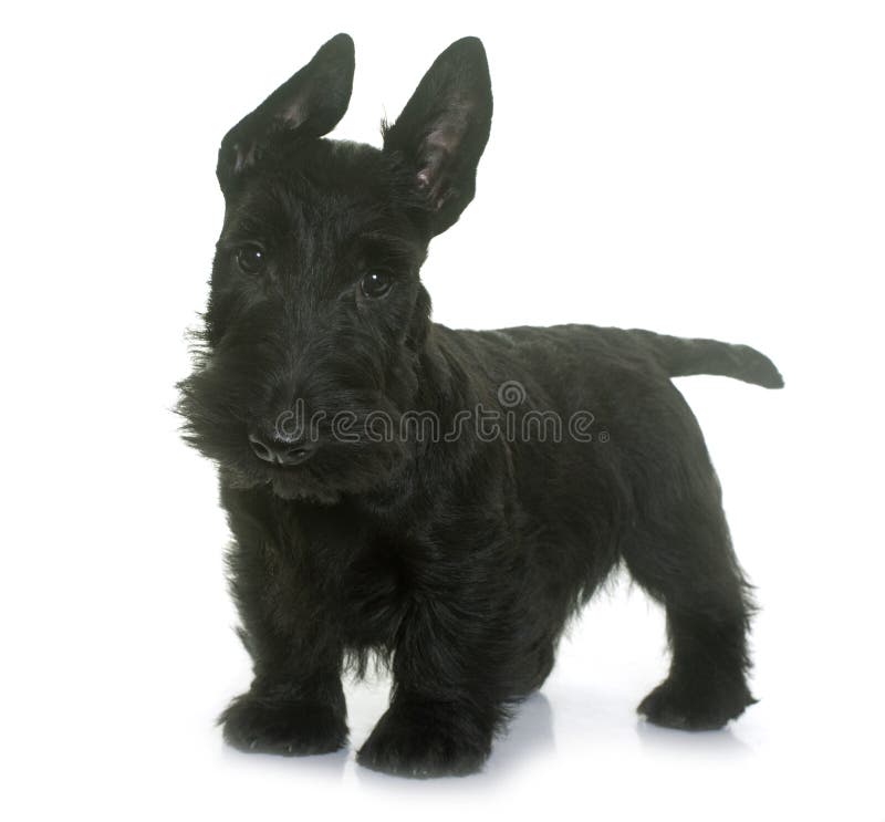 Puppy scottish terrier stock photo. Image of friends, dogs - 2552916