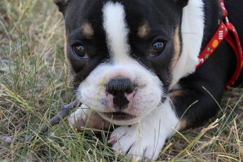 Puppy see you stock image. Image of nice, centre, park - 117882419