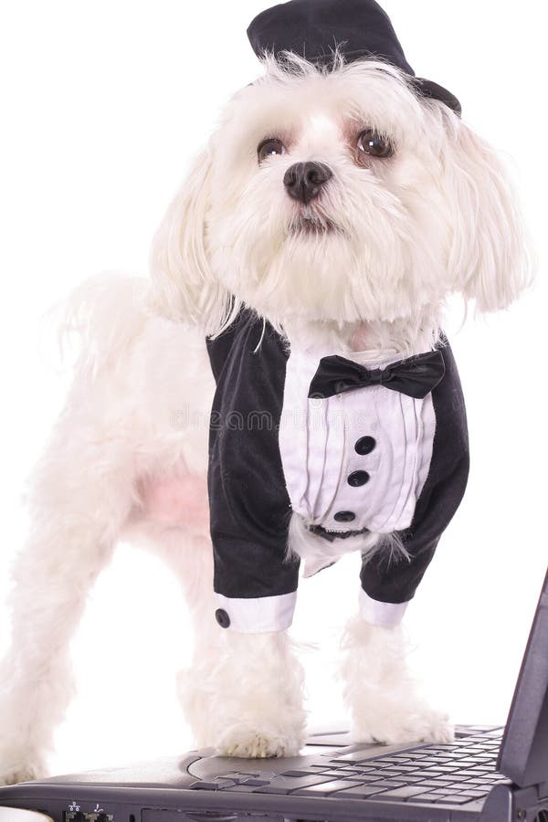 Puppy sending an email stock image. Image of customer - 3884673