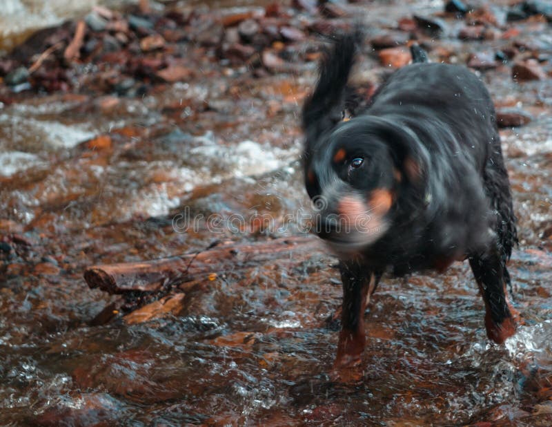 Puppy shaking hands stock image. Image of shaking, puppy - 65680909