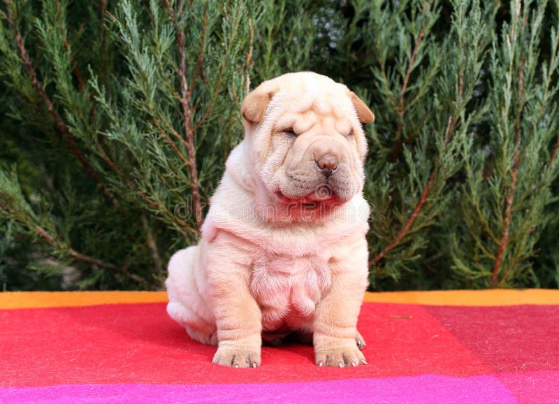 Baby Sharpei Puppy Sleeping Stock Image - Image of cute, love: 27649129