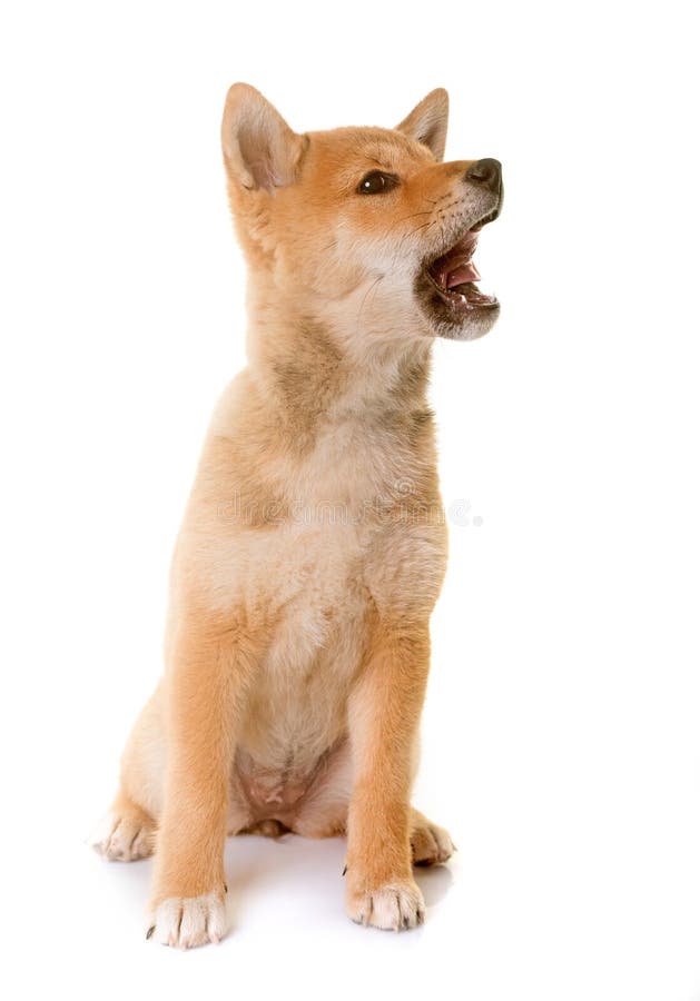 Cubed Mild Cheddar Cheese on a White Background Stock Image - Image of ...