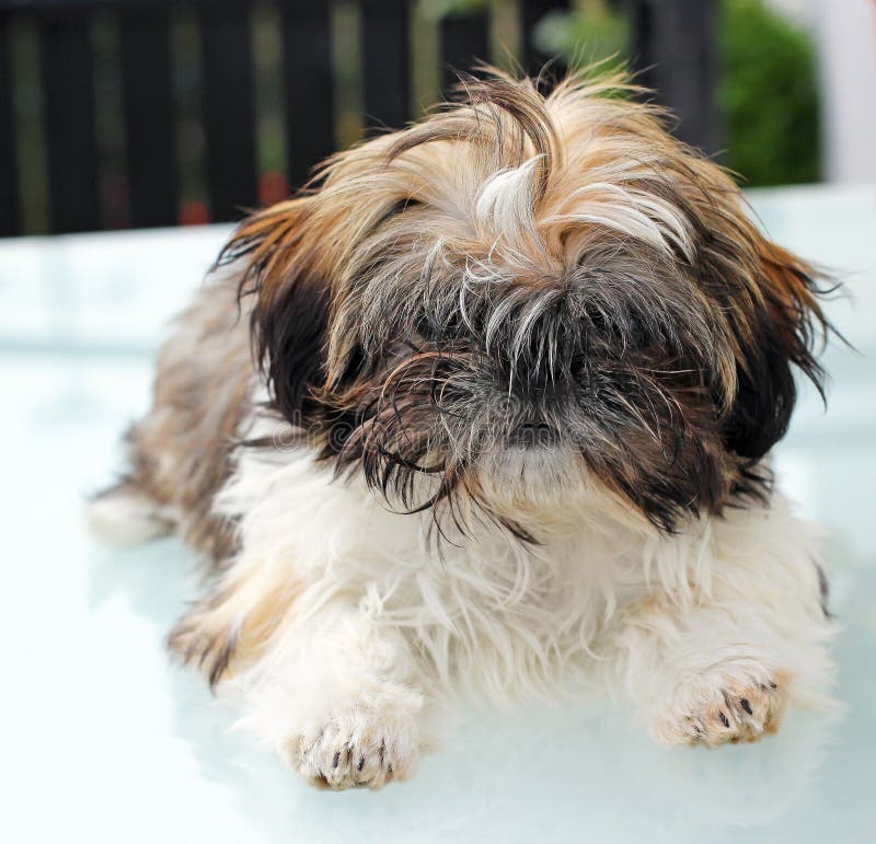 Shitzu Puppy and French Bulldog Stock Photo - Image of bulldog, cute ...