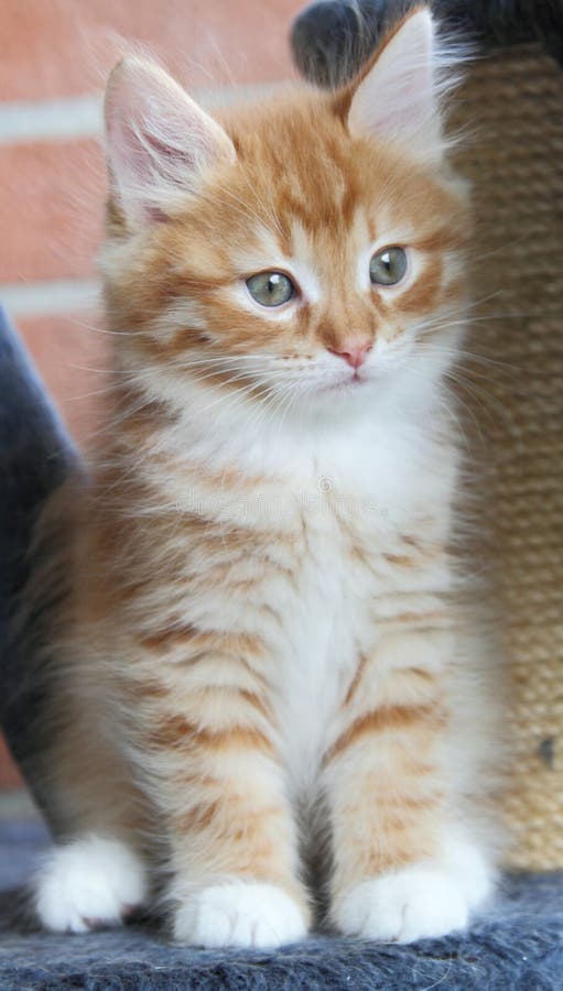 Puppy of Siberian Cat, Red Version Stock Image - Image of male, version ...