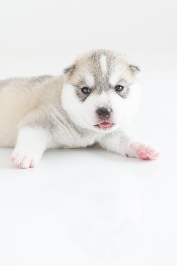 Puppy Siberian Husky Sleeping Stock Photo - Image of puppy, siberian ...