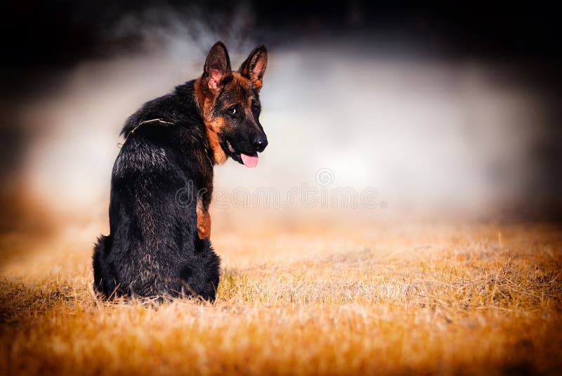 Puppy sitting backwards stock photo. Image of canine - 162620756