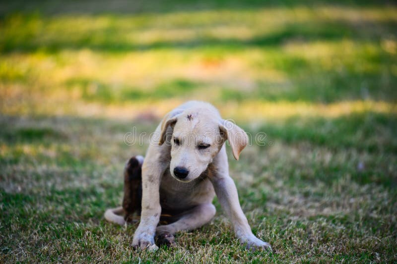 Puppy Skin Leprosy. Dermatitis, Animal. Stock Image - Image of lonely ...